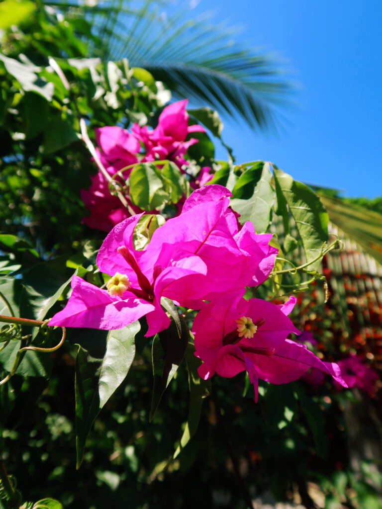 Staying At Casa Del Pavo Real, A Dreamy Designer Hostel on Colombia’s ...